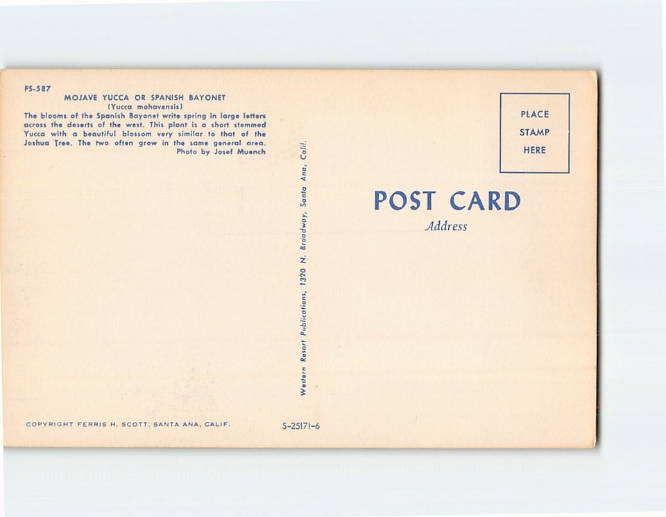Postcard Mojave Yucca Or Spanish Bayonet The West USA | eBay
