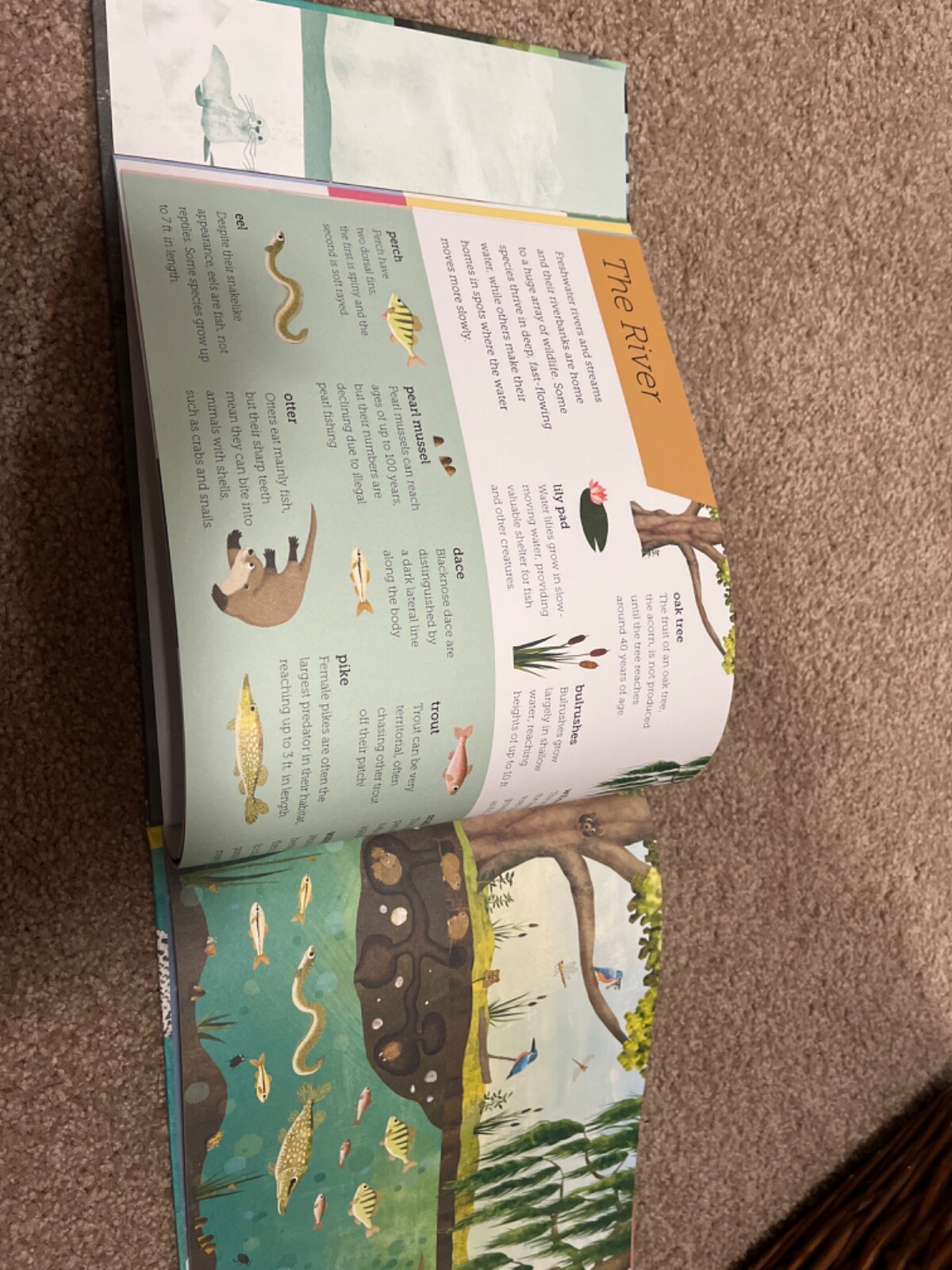 Above and Below by Patricia Hegarty (2017, Picture Book) for sale ...