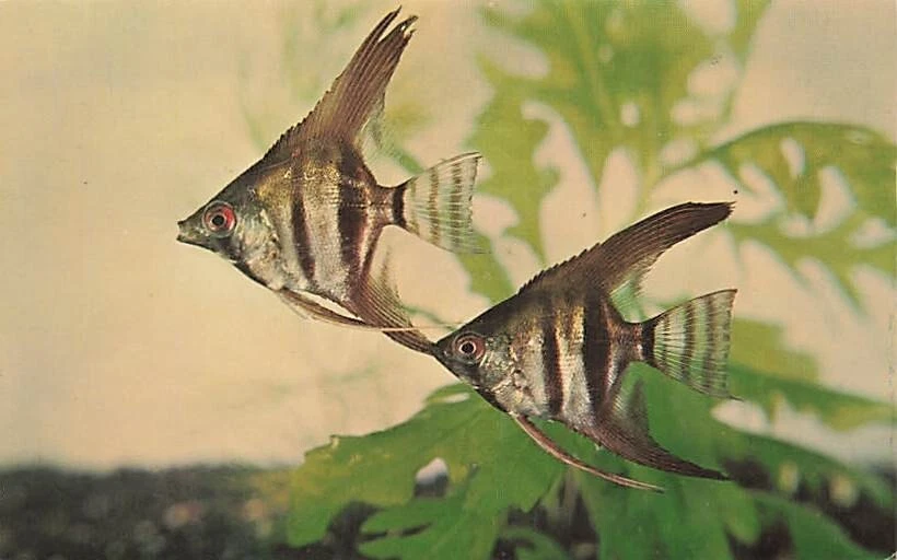 Black Lace Angelfish