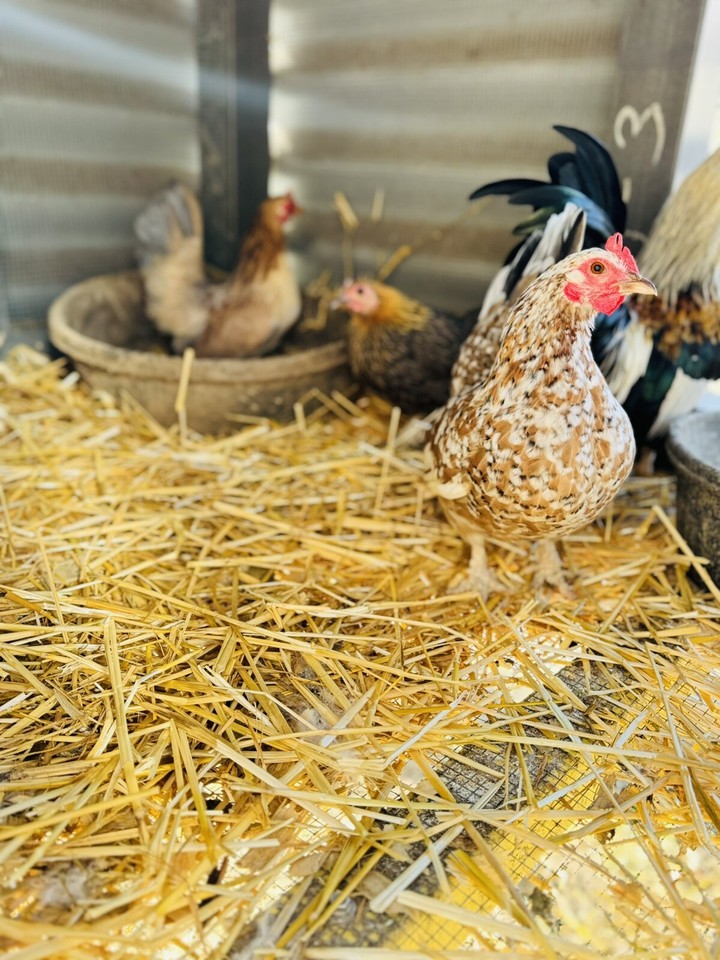 6+Serama Hatching Eggs Fertile Serama Hatching Eggs Smallest Chickens Tiny Chick | eBay