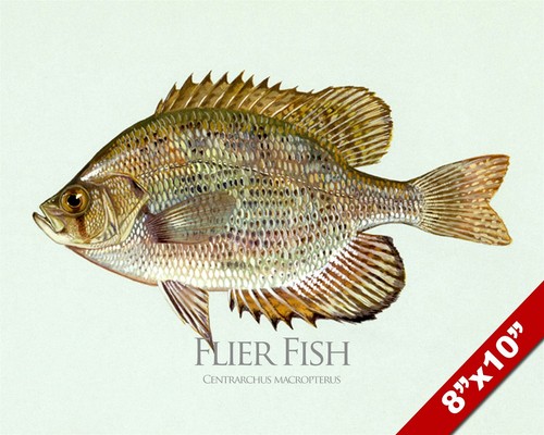 FLIER SUNFISH FISH PAINTING SOUTHERN US AMERICAN FISHING ART REAL ...