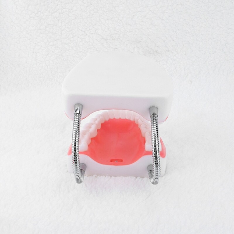 Human Teeth Anatomy Model with Removable Tongue for Classroom ...