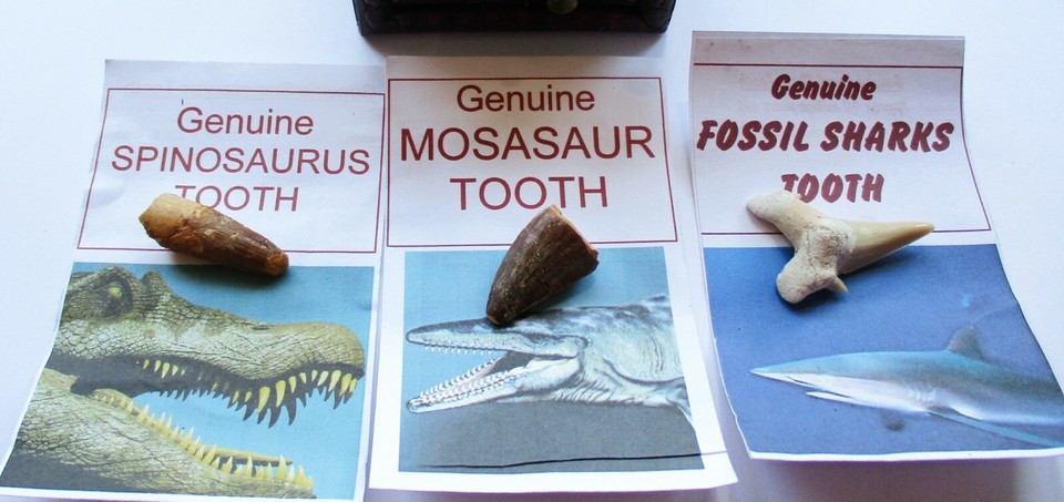 Jurassic Fossil box Spinosaurus Mosasaur Shark Fossil tooth Treasure ...