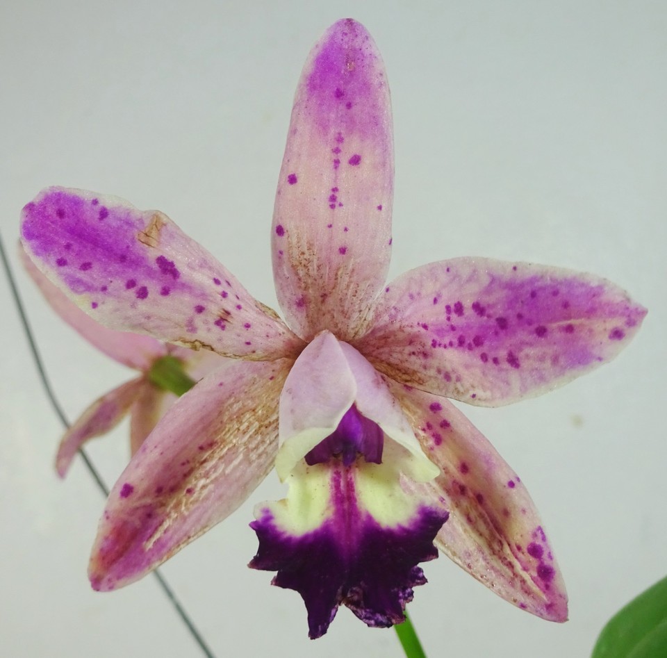 Cattleya Lc. Tropical Pointer 'Cheetah' HCC/AOS, Orchid plant, RARE | eBay