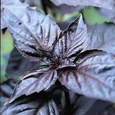 Basil Red Velvet Pro 1,000 seeds | eBay