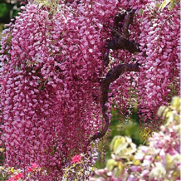 5 Bright Pink Chinese Wisteria Seeds Vine Climbing Flower Perennial ...