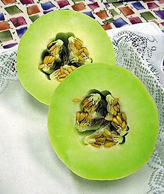 Honey Dew Melon Green Flesh 250 seeds | eBay