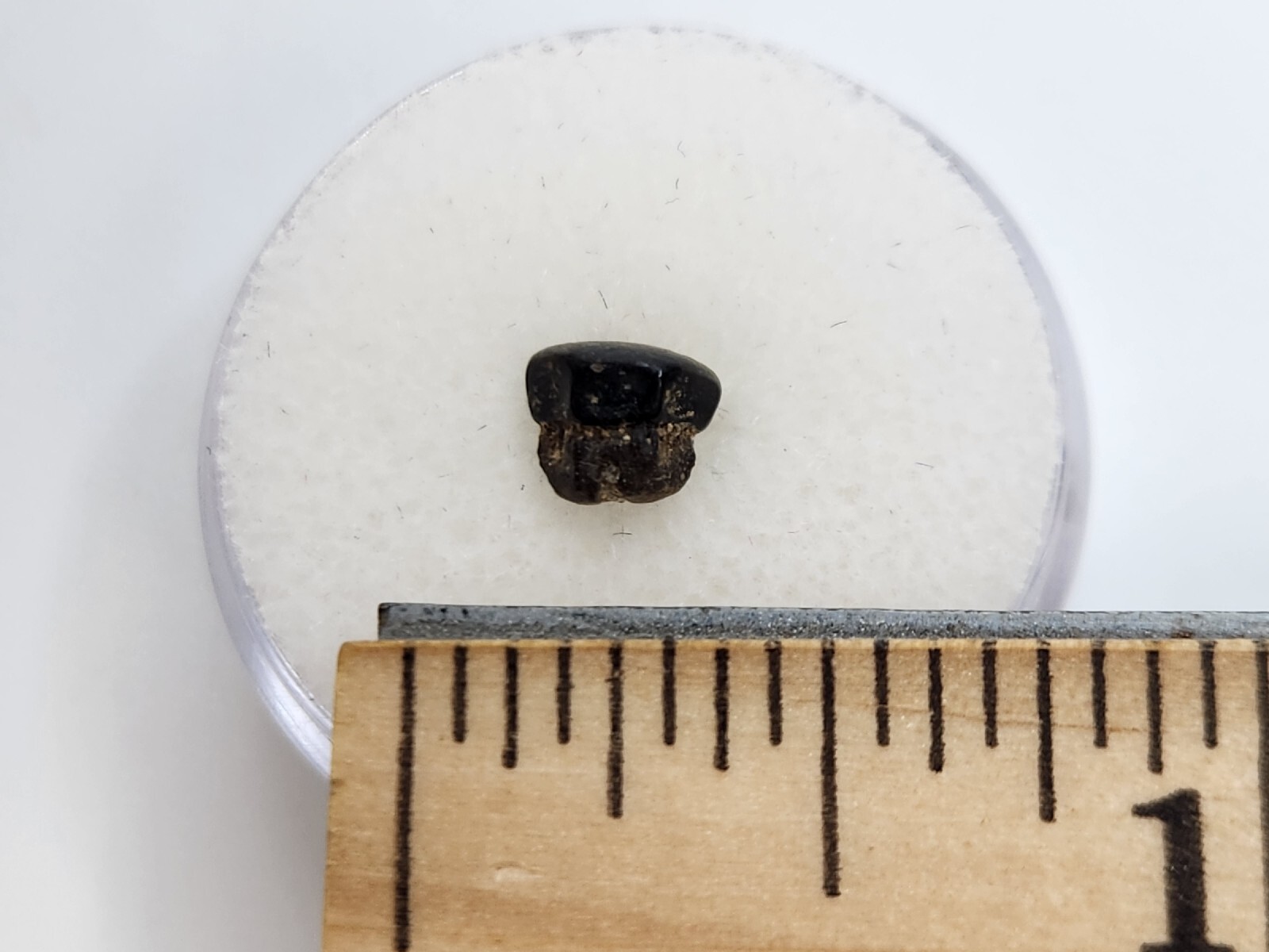 Myledaphus Stingray Tooth Fossil - Judith River Fm. - Hill Co., MT | eBay