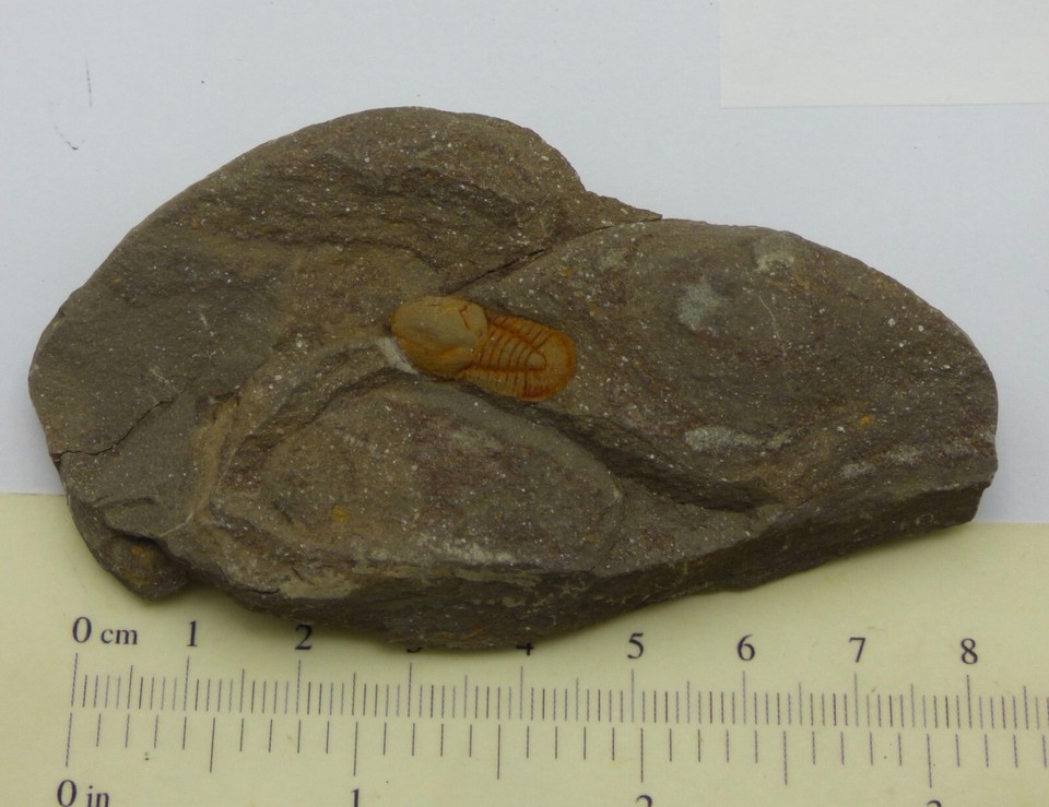 Rare Fossil Trilobite Cyclopyge Asaphida Rediviva Ordovician Zagora ...