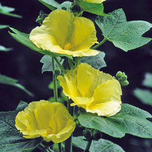 Alcea rosea sunshine Hollyhock 10 seeds | eBay