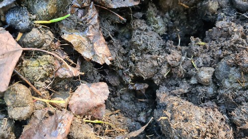 WELL ROTTED PONY MANURE ~ GREAT MULCH ~ SOIL IMPROVER MANY USES ...