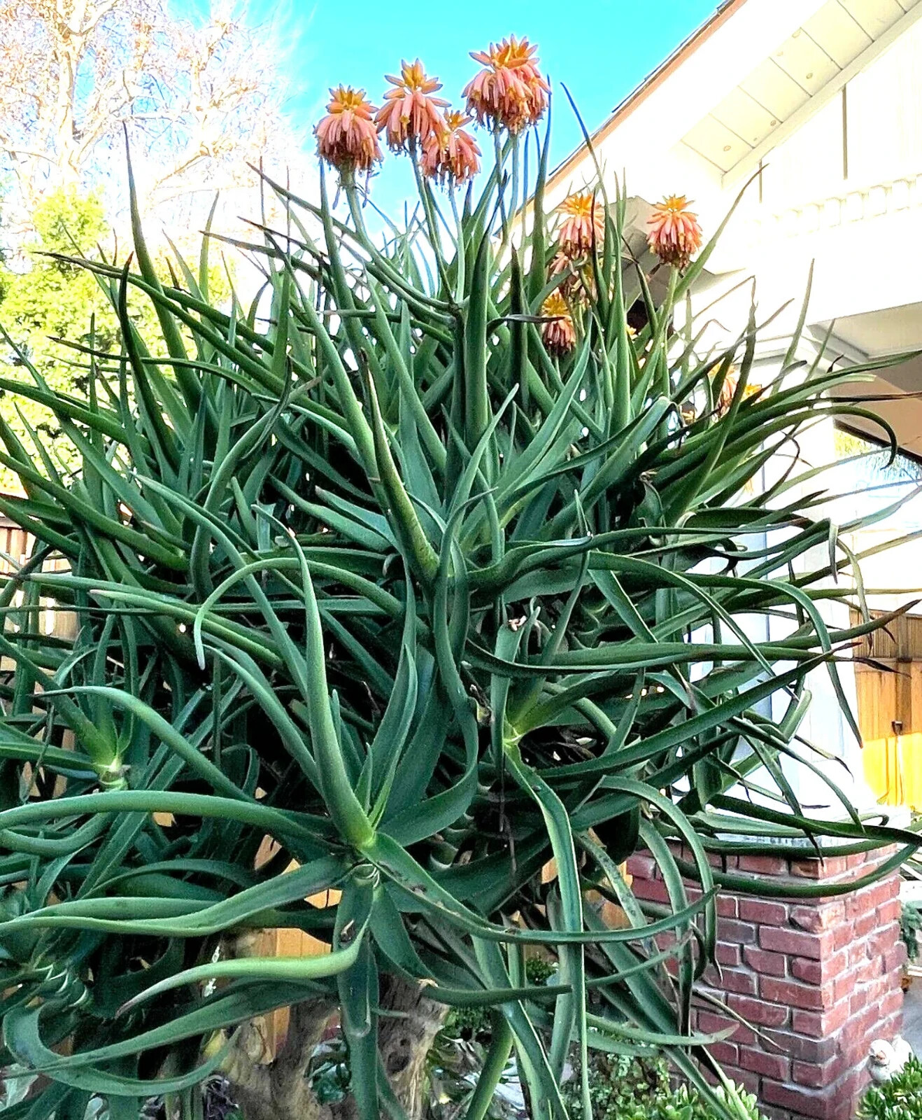 Aloe Tongaensis Medusa Tree Live Cutting Starter Plant from my Gorgeous ...