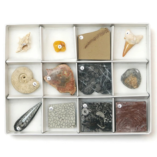 Standard fossil specimen 12 types actual fossils 12TS | eBay