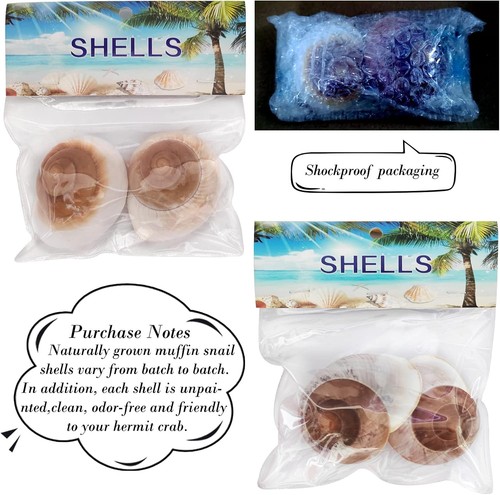 Extra Large Hermit Crab Shells 2 Pack Natural Snail Shells for Large ...