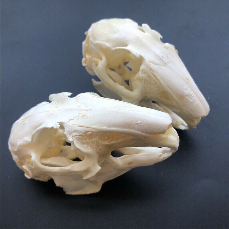 3 pcs real Rabbit Skull specimen Animal bone specimen Collection From ...