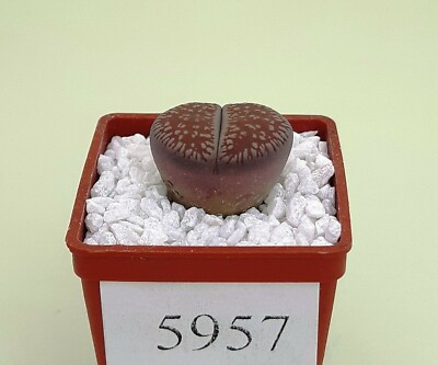 Lithops aucampiae (Kuruman form) C173 /5957/,D18 mm,own root | eBay UK