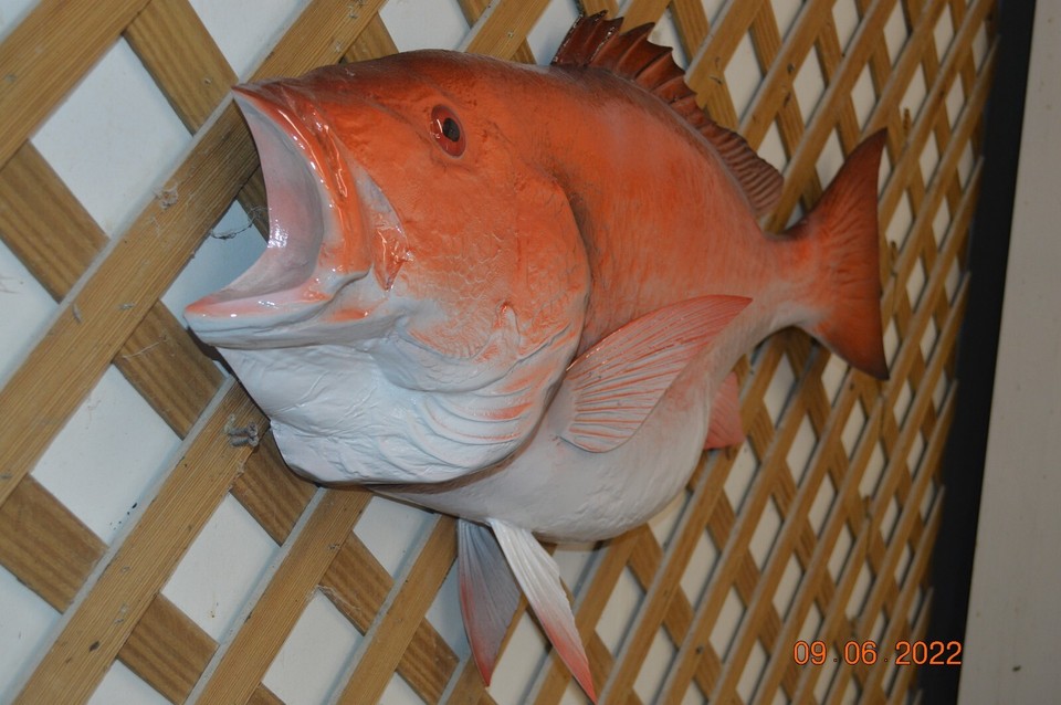 Red Snapper 39" Half Mount | eBay