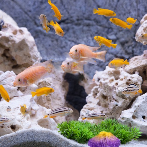 Fish Tank Landscaping Coral Reef Aquarium Plant Decorations Shell for ...