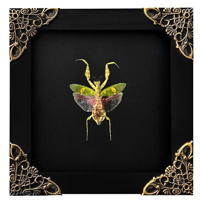 Real Flower Mantis Bugs In Frame Oddities Taxidermy Insect Decor Framed ...