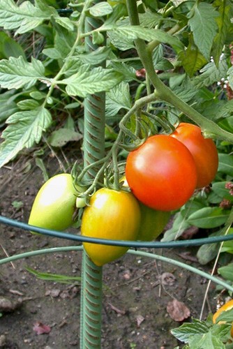 Tomate Aviro op orange graines reproductibles rares permaculture ...