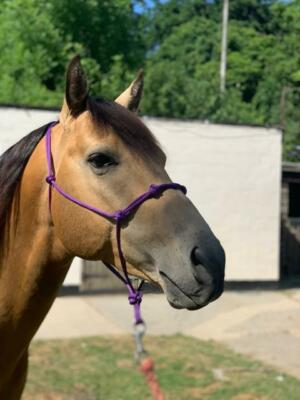 EASY-DOES-IT 4 KNOT ROPE HALTER, 9 SIZES, CLINTON, PARELLI, NATURAL ...