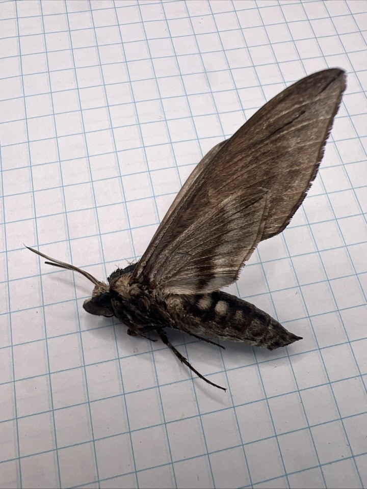 Sphingidae Sphinx drupiferarum? SPH 110 Coll. 2025 , Canada | eBay UK