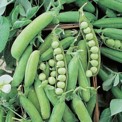 Early Alaska Peas, Heirloom Pea Seed, NON-GMO Early Alaska Pea Seed, 50 ...