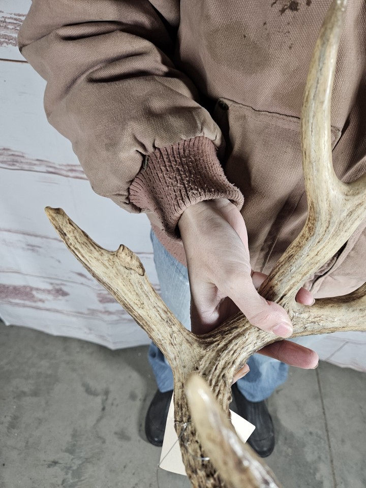 Wild Whitetail Deer Antler Shed Horn Rack Decor Man Cave 6 Point 71 ...