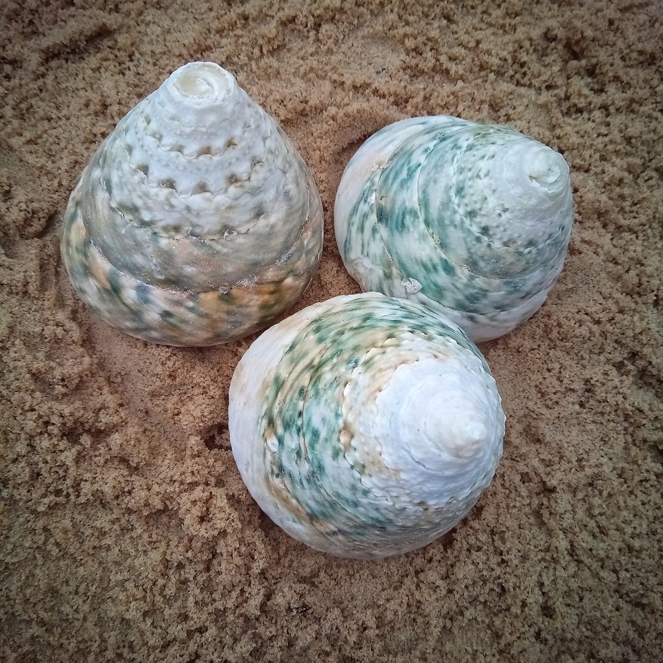 Shells Seashells, Beach Shells, Individual Sea Shells - Choice of Over ...