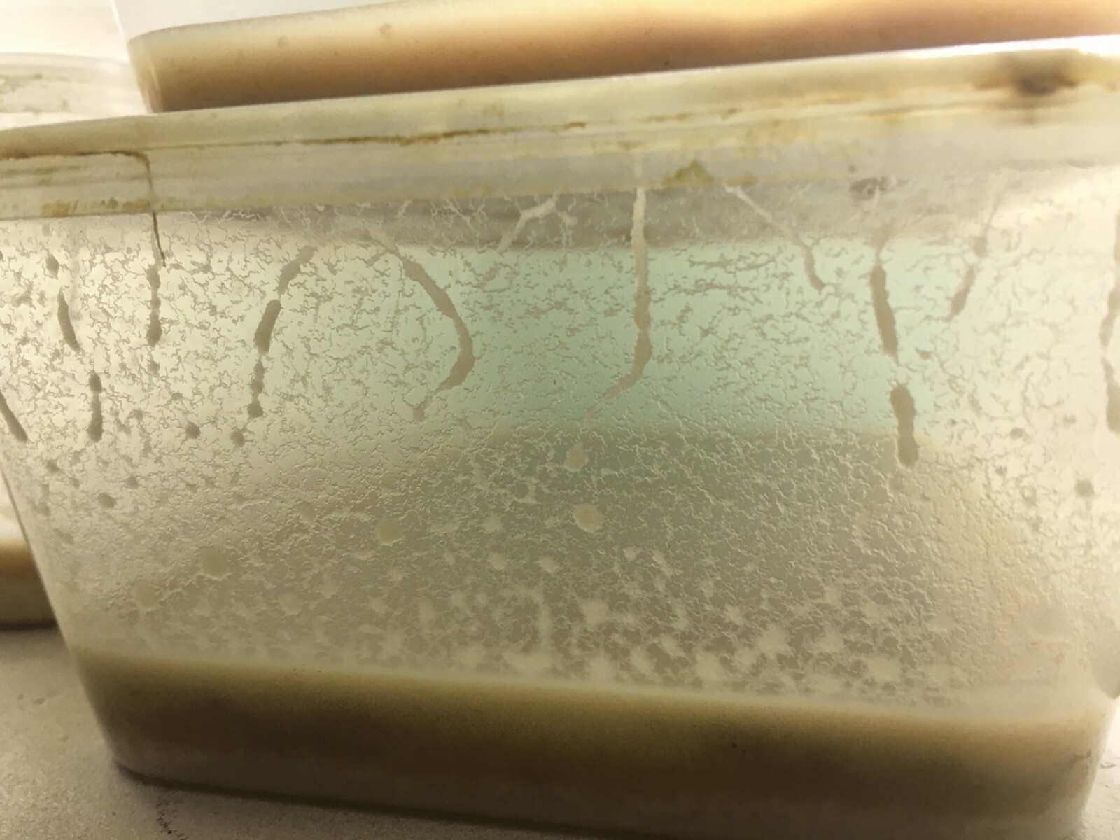 Live Brine vinegar eels,shrimps , micro worms,Turbatrix aceti,daphnia ...