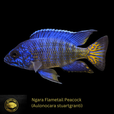 Ngara Flametail Peacock MALE - Aulonocara stuartgranti - Live Fish (A ...
