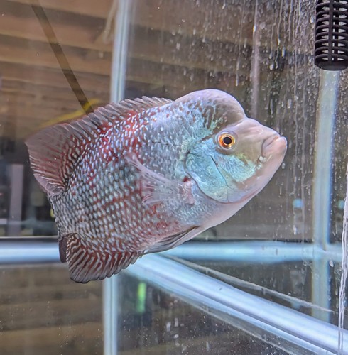 Kamfa Large Flowerhorn | eBay