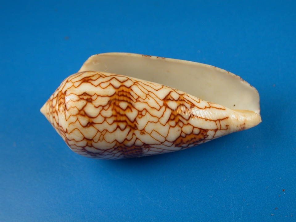 Conus textile, Great Pattern, 56.1mm, Cook Islands Shell G271 | eBay