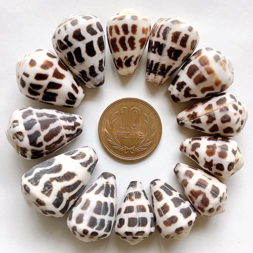 Natural shells, spotted cone shell set Japanese sea shells | eBay