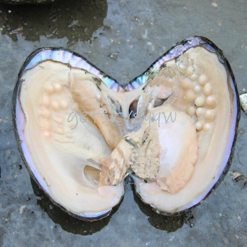 25PCS Natural Akoya Pearl Oysters Gift 5-7mm Real Pearl Freshwater ...