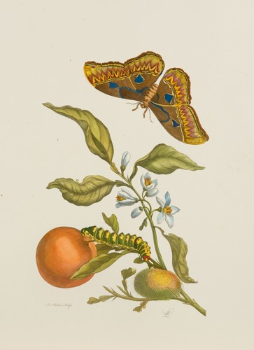 hand coloured print Maria Merian | eBay