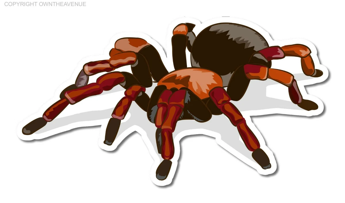 Tarantula Cartoon