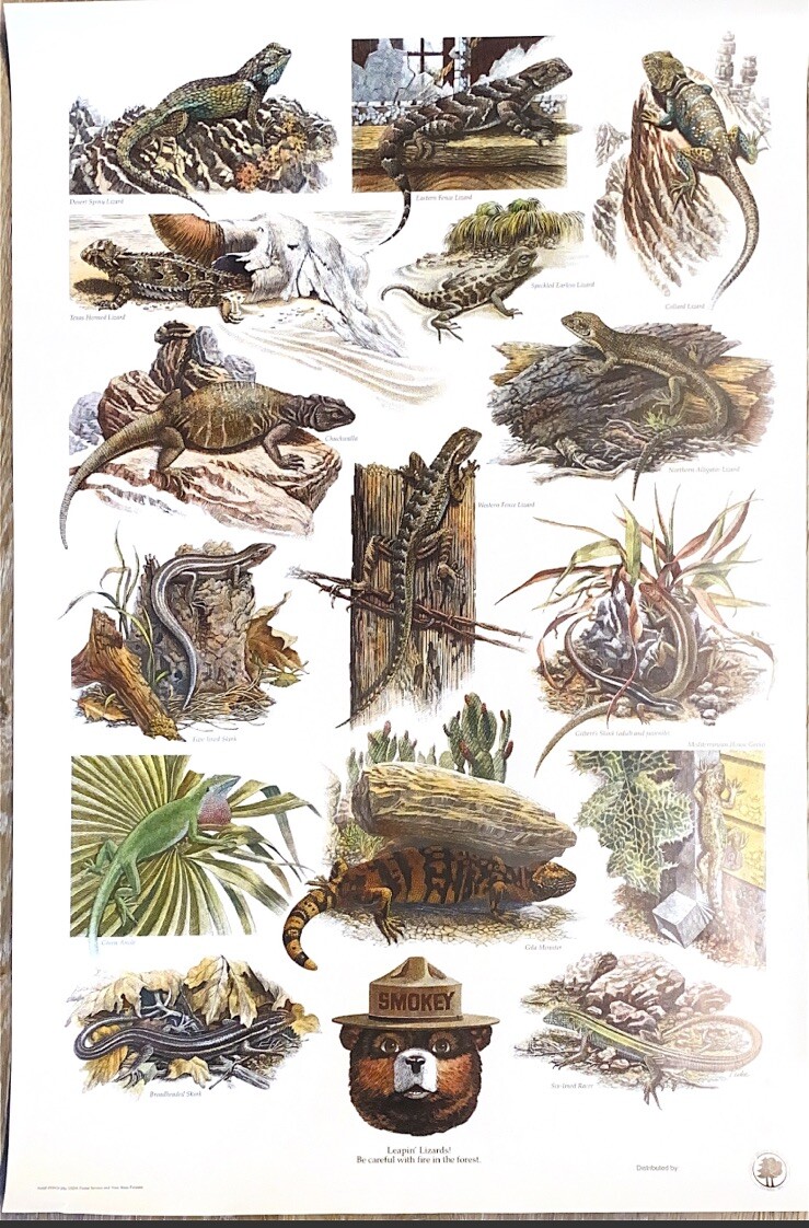 Vintage Smokey The Bear USDA Educational Forest Service Poster “Lizards ...