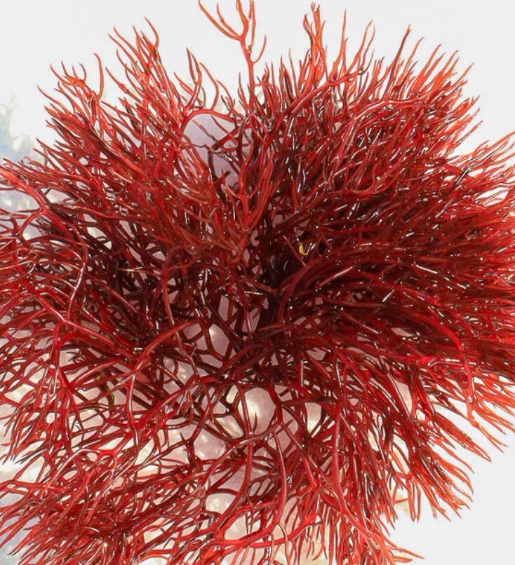 1/2 Cup Assorted Macroalgae ( Red Bubble, Chaeto, Red Ogo, Dragons ...