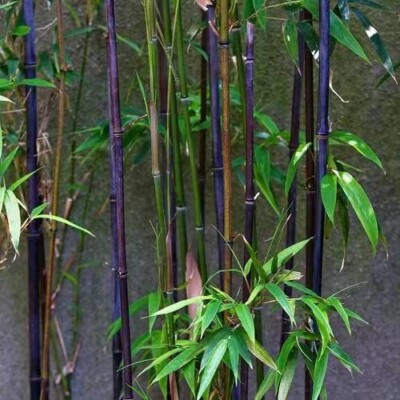 Purple bamboo ( 50 Plus Seeds ) | eBay