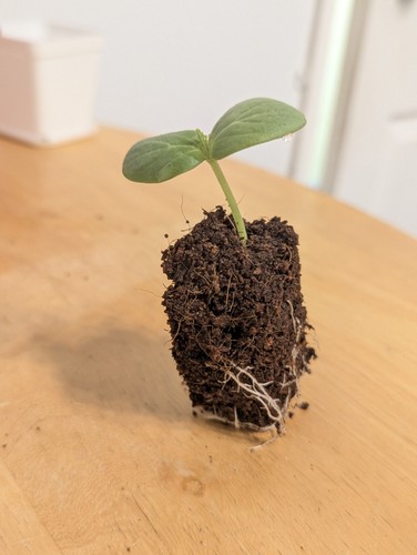 2x Cucumber Plug Plants Marketmore Strong Healthy Ready to Grow No ...