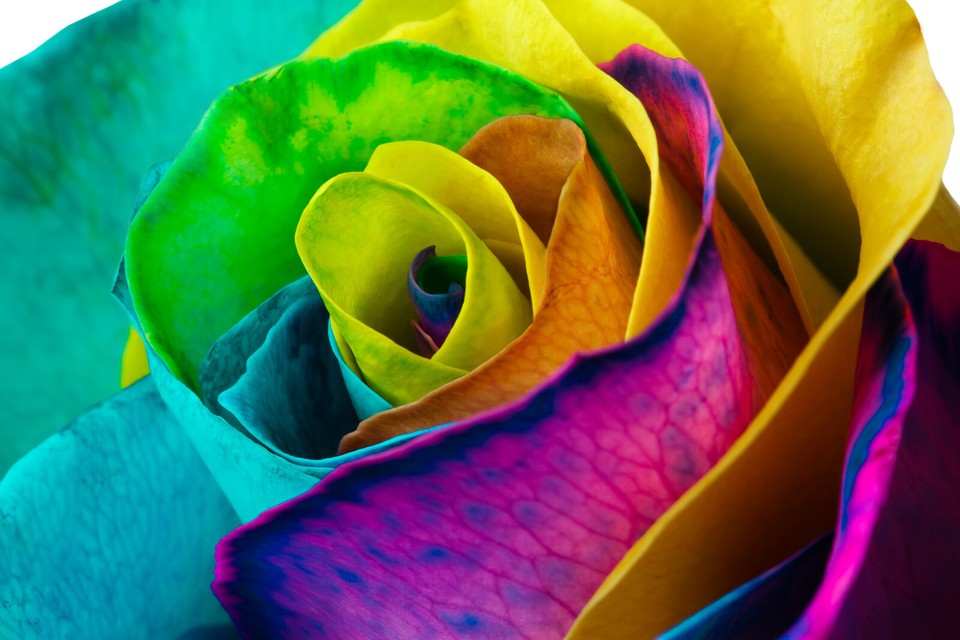 Make Your Own - 5 RAINBOW ROSE BUSH Seeds Shrub Rosa Flower *Flat S/H ...