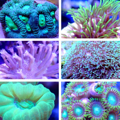 Coral Frag Value Pack!! Multiple Sizes to Choose From, Click to See ...