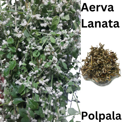 Dried Polpala Ceylon Tea Aerva Lanata Natural Organic Herbal Drink ...