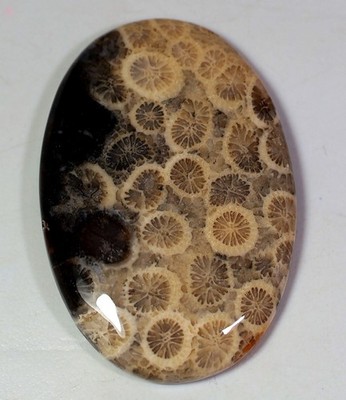 53 Ct 6X26X39 mm Natural Antique Designer Fossil Coral Oval Cabochon ...