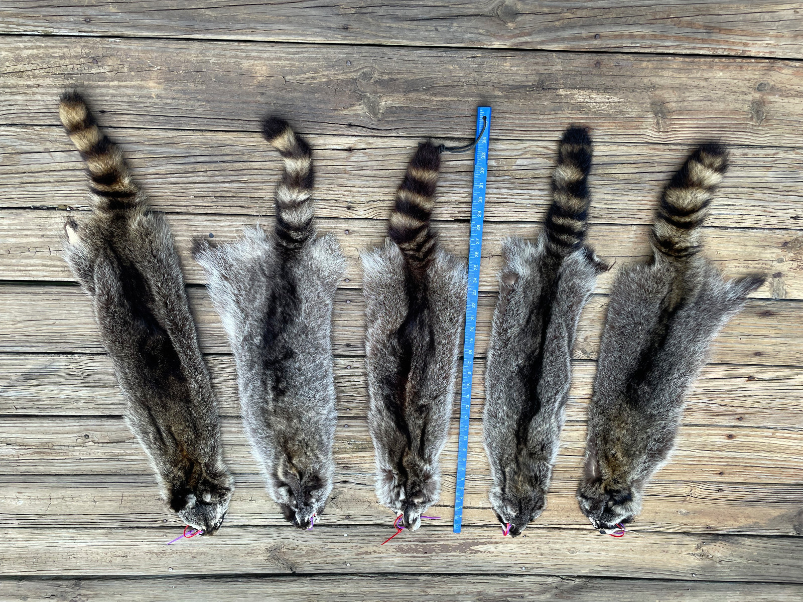 Taxidermy Huge "CASED" Tanned Missouri RACCOON FUR, Skin, Pelt, Hide ...