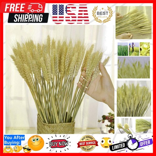 100 Stems Dried Wheat Sheaves Stalks Bouquet Bundles, Natural Ear of ...