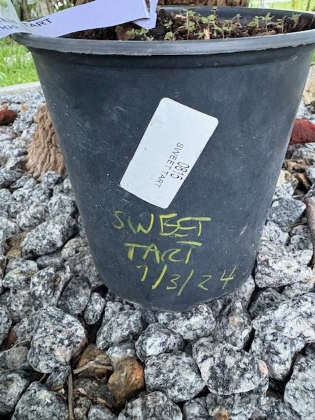 11 MO OLD GRAFTED SWEET TART MANGO (MANGIFERA INDICA) SEEDLING OF THE ...