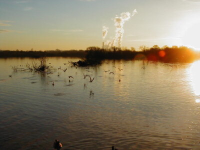 Photo 6x4 Nature at the nature reserve Long Eaton Gulls at sunset ...