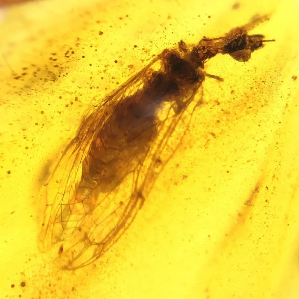 Burma's natural amber insect amber from the Cretaceous period Moth ...